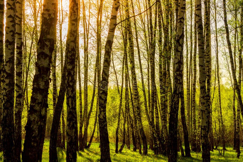 Sunset in a Spring Birch Forest with Fresh Leaves Stock Photo - Image ...
