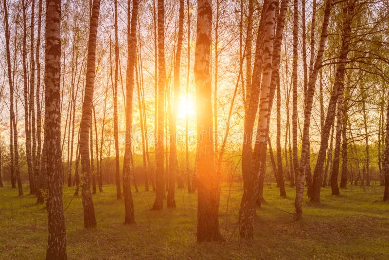 Sunset in a Spring Birch Forest with Fresh Leaves Stock Photo - Image ...