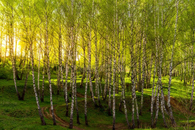 Sunset in a Spring Birch Forest with Fresh Leaves Stock Photo - Image ...