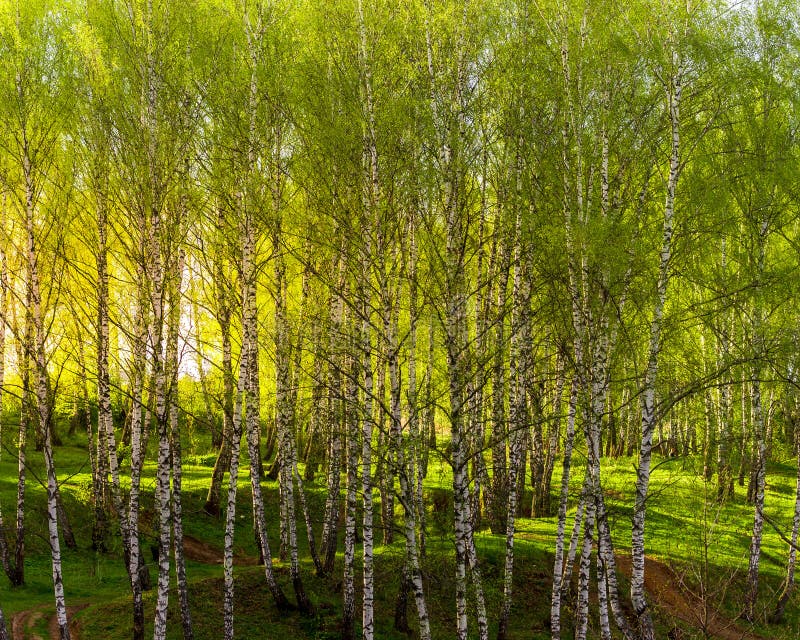 Sunset in a Spring Birch Forest with Fresh Leaves Stock Image - Image ...