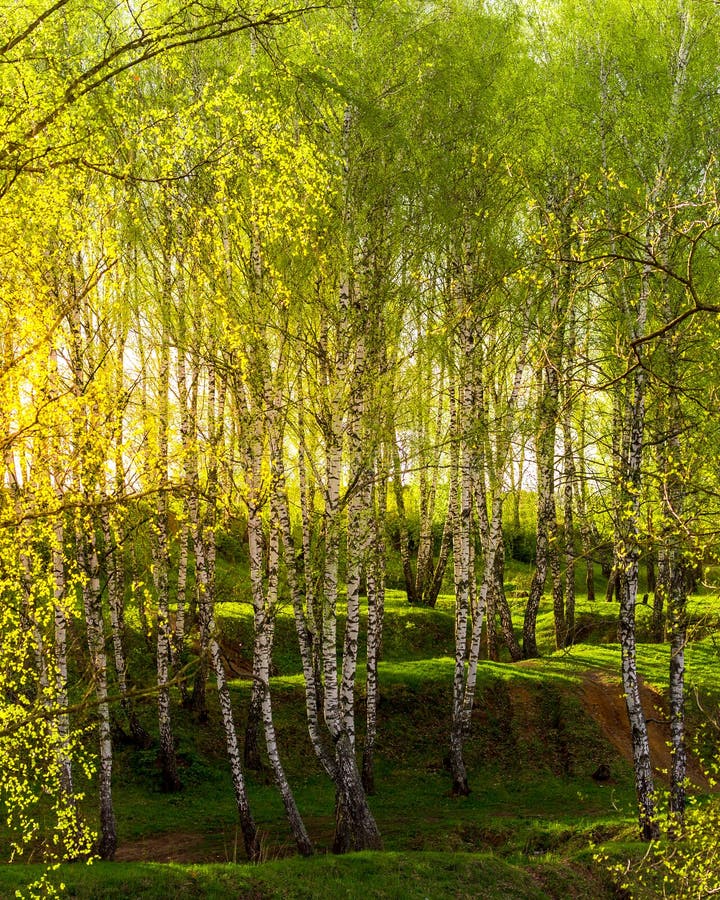 Sunset in a Spring Birch Forest with Fresh Leaves Stock Photo - Image ...