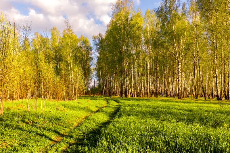 Sunset in a Spring Birch Forest with Fresh Leaves Stock Photo - Image ...