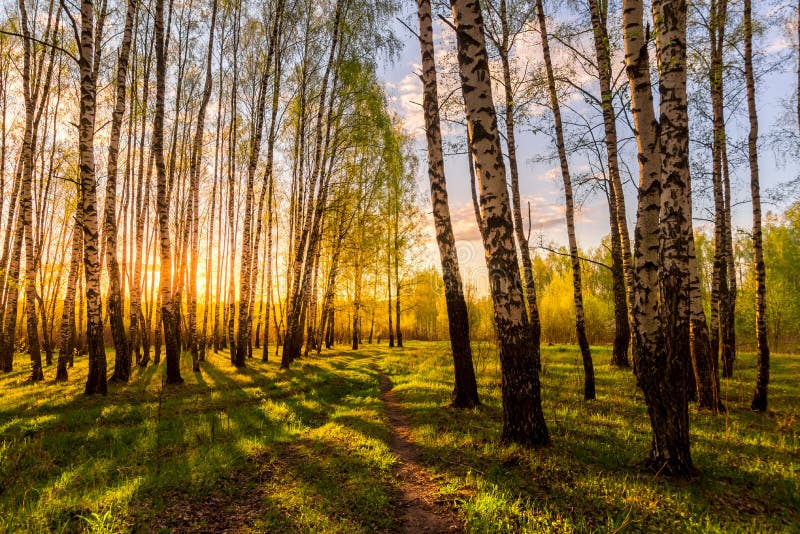 Sunset in a Spring Birch Forest with Fresh Leaves Stock Photo - Image ...
