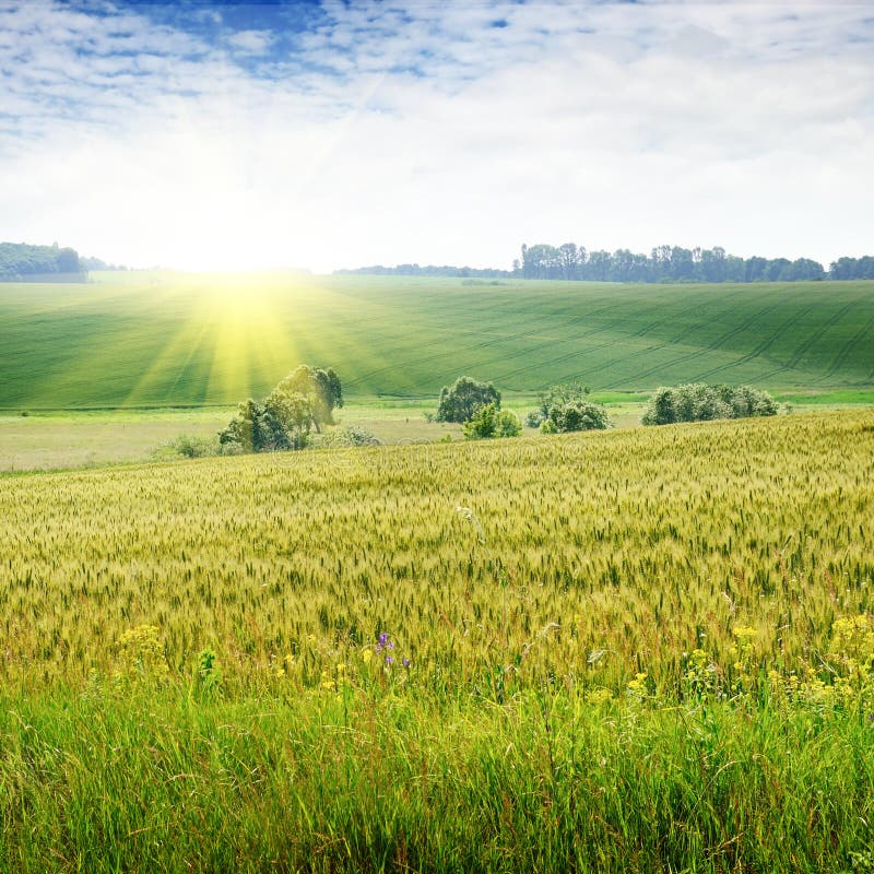 Spring Field with Young Vegetation and Blue Sky Stock Photo - Image of ...