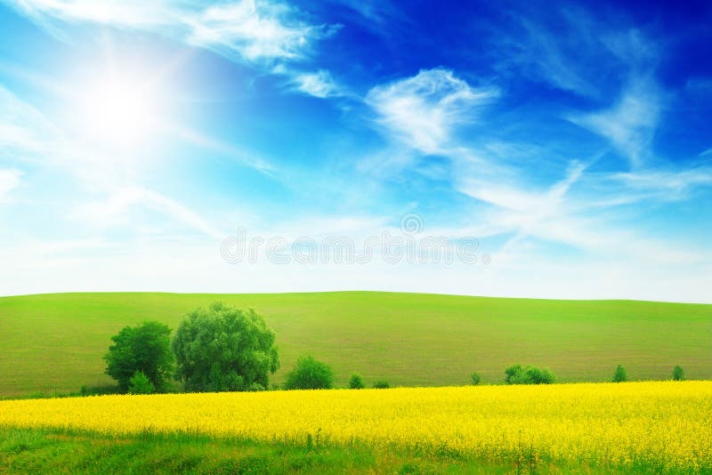 Sunset in Spring Forest stock photo. Image of park, landscape - 40238738