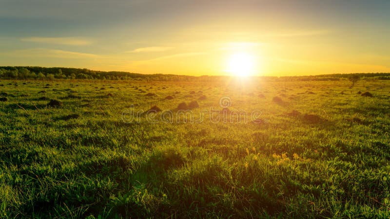 Sunset in a Spring Field with Green Grass. Stock Image - Image of ...