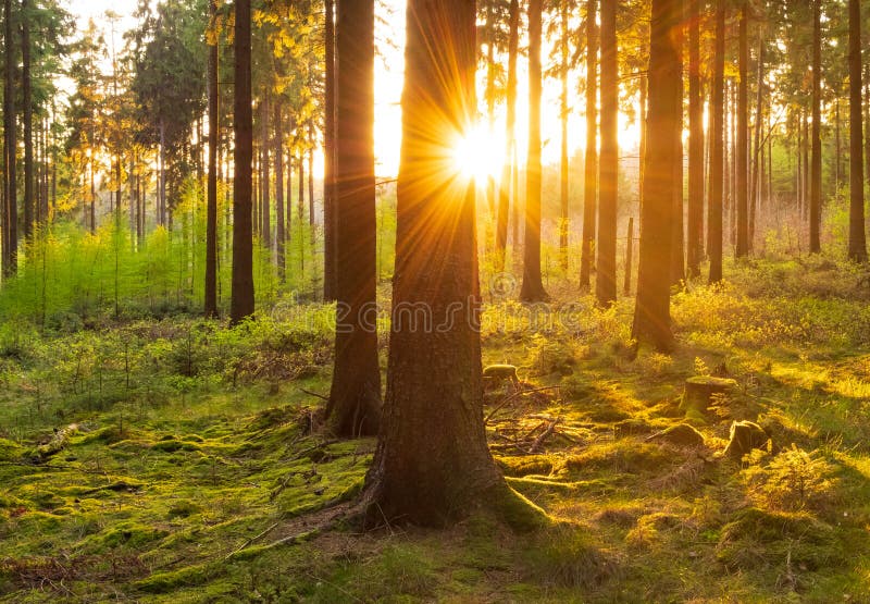 Sunset in a Spring Forest in Germany Stock Image - Image of tree, leaf ...