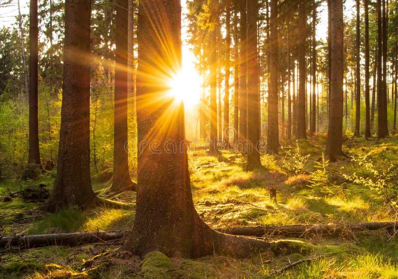 Sunset in a Spring Forest in Germany Stock Photo - Image of germany ...
