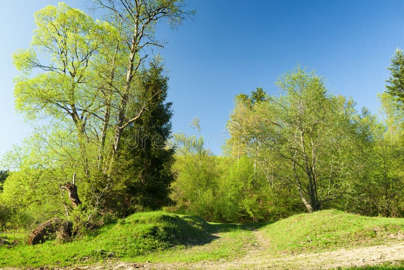 Sunset in Spring Forest with Green Meadow Stock Image - Image of ...