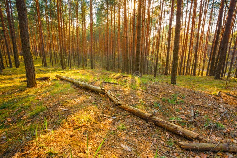 Sunset in Spring Forest stock photo. Image of park, landscape - 40238738
