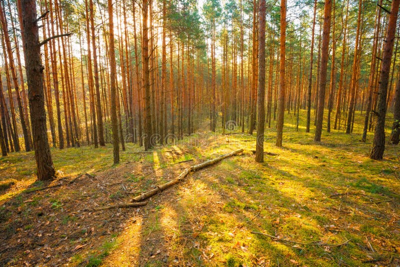 Sunset in Spring Forest stock photo. Image of park, landscape - 40238738