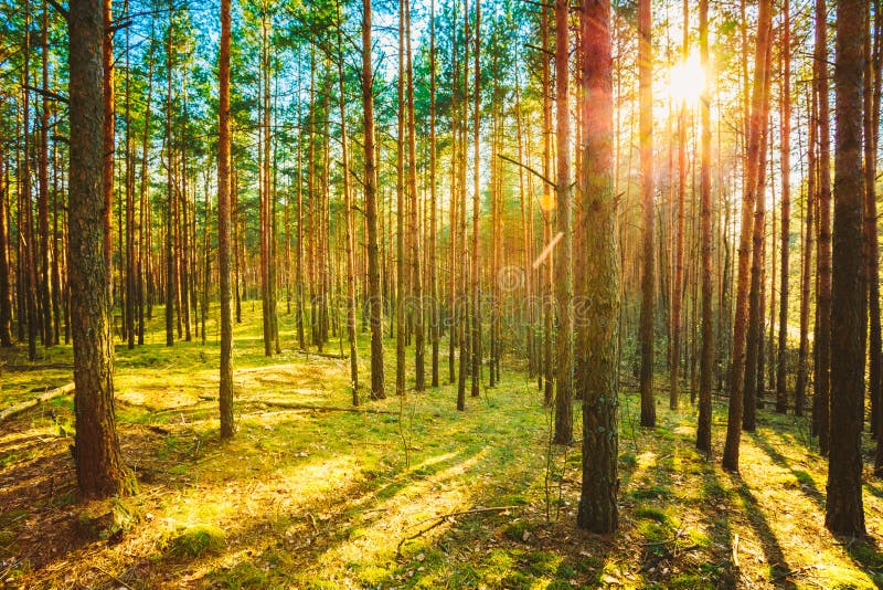 Sunset in Spring Forest stock photo. Image of park, landscape - 40238738
