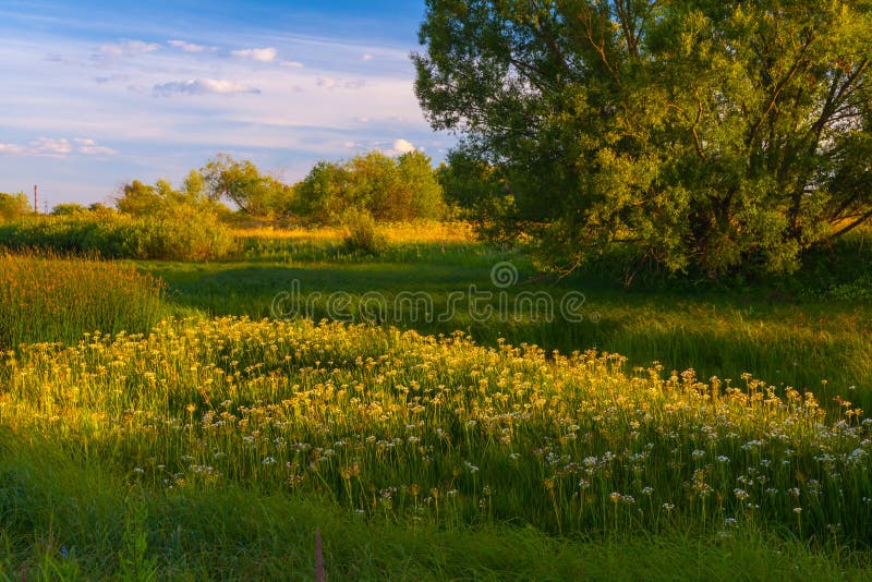 Sunset in Spring Forest stock photo. Image of park, landscape - 40238738