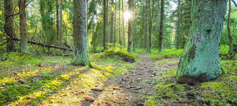 Sunset in Spring Forest stock photo. Image of park, landscape - 40238738