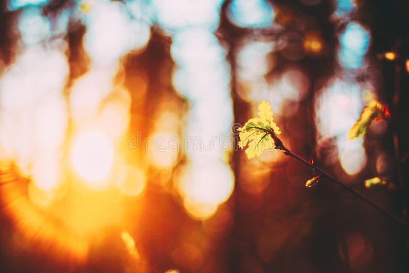 Sunset in Spring Forest stock photo. Image of park, landscape - 40238738