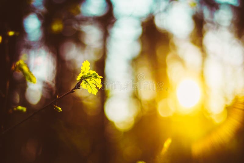 Sunset in Spring Forest stock photo. Image of park, landscape - 40238738