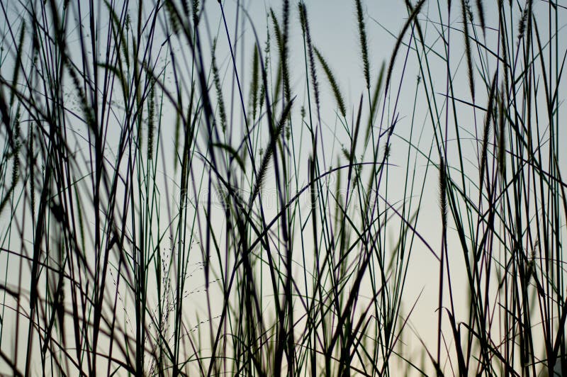 Sunset of Spring in the Jungle Stock Photo - Image of tree, plant ...