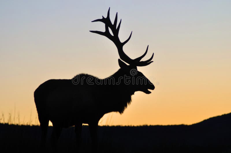 Sunset stag stock image. Image of antler, marksmanship - 22462129