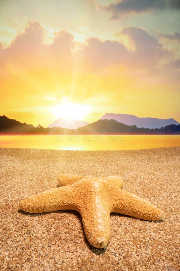 Sunset Starfish on the Beach Stock Image - Image of holiday, orange ...