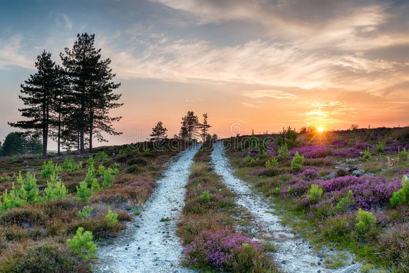 Sunset at Stoborough Heath stock image. Image of erica - 56733443