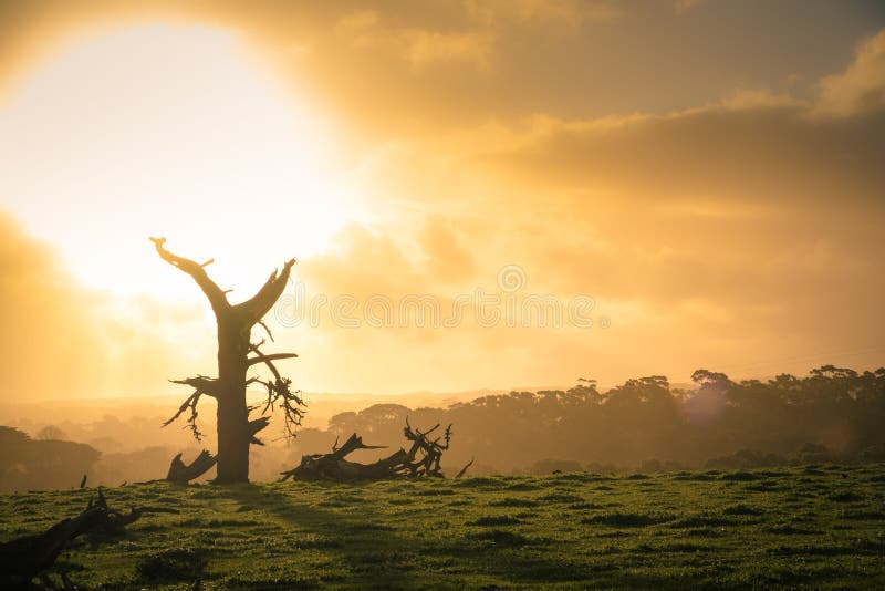 Sunset after the Storm Over Dry Tree Trunk. Stock Photo - Image of bare ...