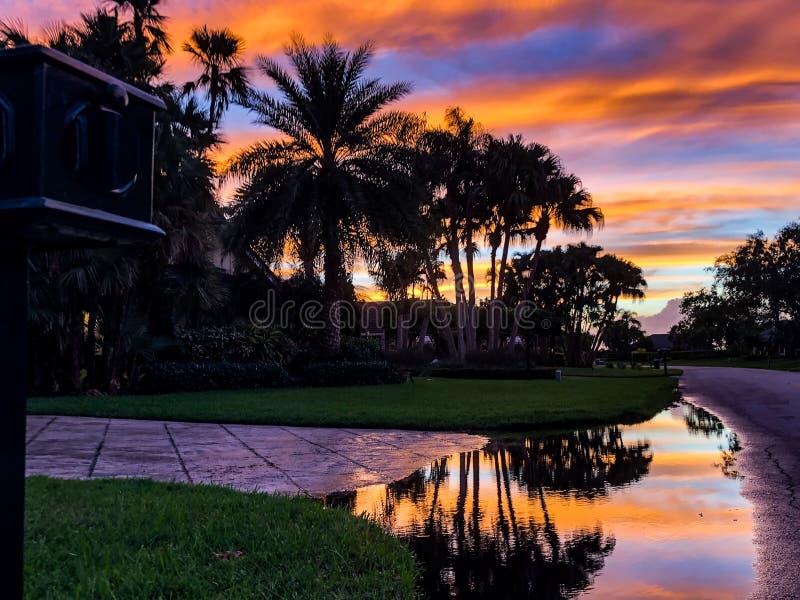 Sunset on a Street with Palm Trees Stock Photo - Image of pink ...