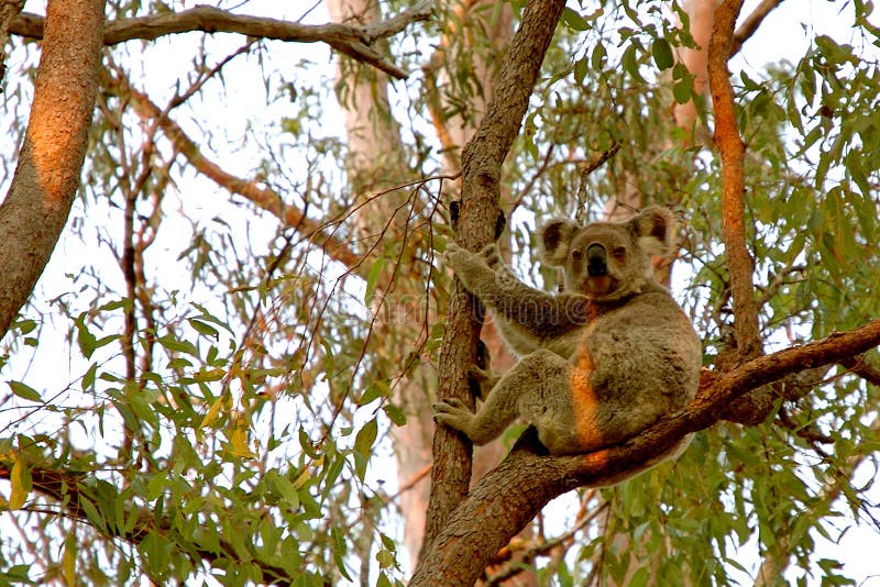 Sunset strip koala stock image. Image of bill, endurance - 34291