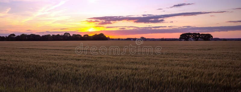 Sunset in Suffolk with Golden Fields of Wheat Stock Photo - Image of ...