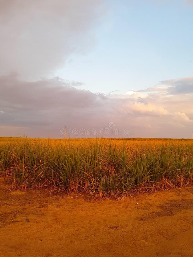 Sugar Cane Farm with Sunset Stock Photo - Image of natural, agriculture ...