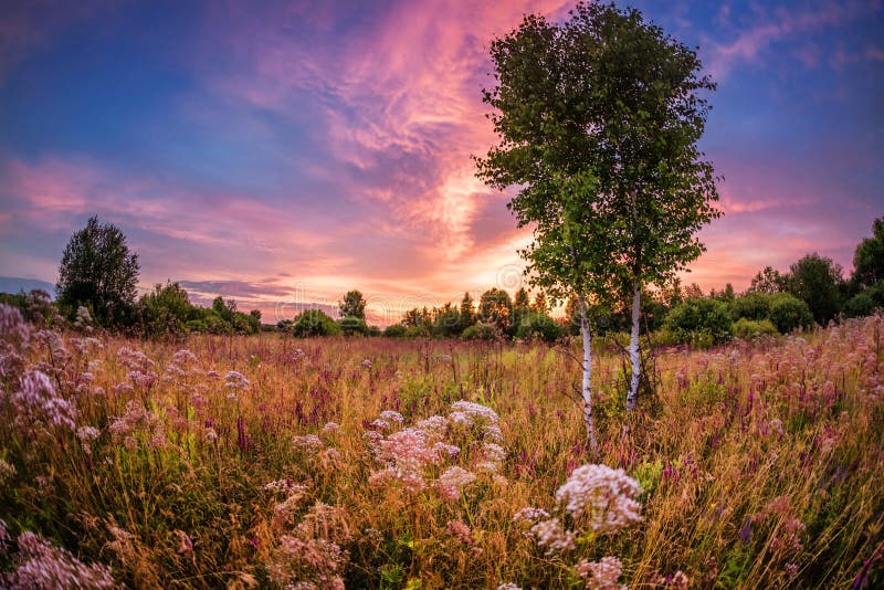 Sunset in summer field stock image. Image of horizon - 33953989