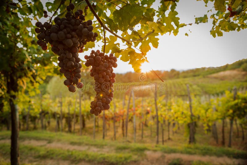 Sunset Summer Mature Grape Vineyard Field Detail Stock Photos - Free ...