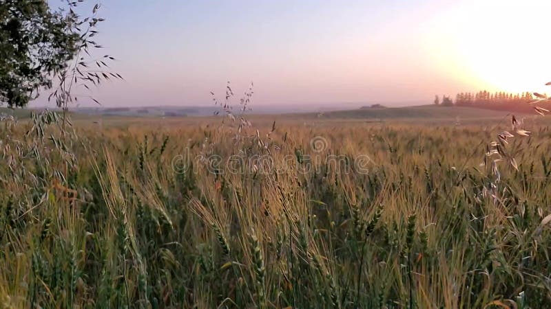 Sunset in a Summer Wheat Feild Stock Footage - Video of field, idea ...