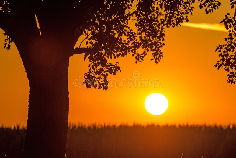 Sunset in Summertime with Tree Stock Image - Image of sunlight, dusk ...
