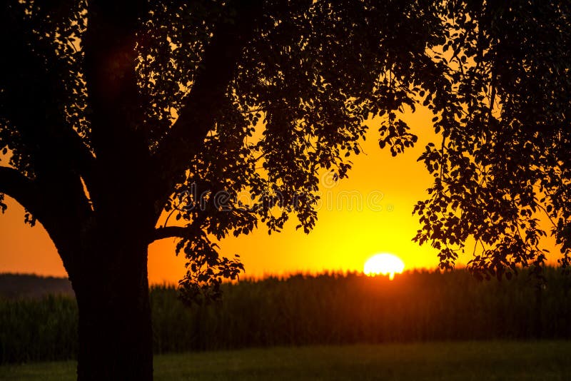 Summertime Oak Tree In The English Countryside. Stock Image - Image of ...