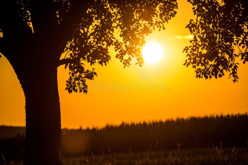 Sunset in Summertime with Tree Stock Image - Image of scene, evening ...