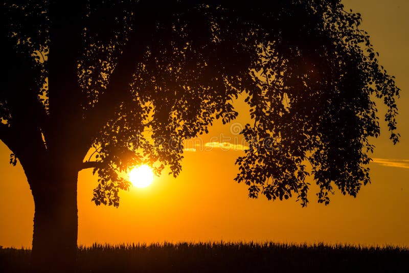 Sunset in Summertime with Tree Stock Image - Image of beautiful, golden ...