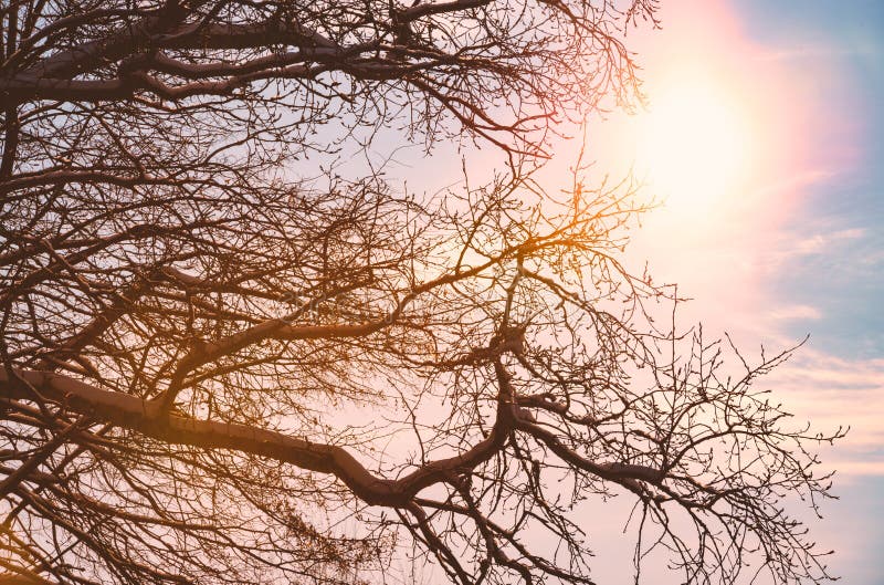 Sunset Sun Cloudy Sky Winter Tree Stock Photo - Image of nature, tree ...