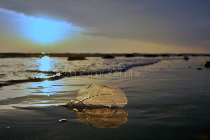 Sunset stock photo. Image of sunset, feather, water - 136901164