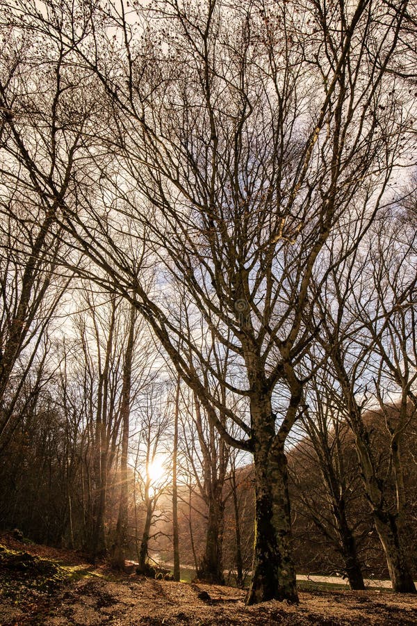Sunset with Sun Filtering through Trees at Monte Cucco Forest Stock ...