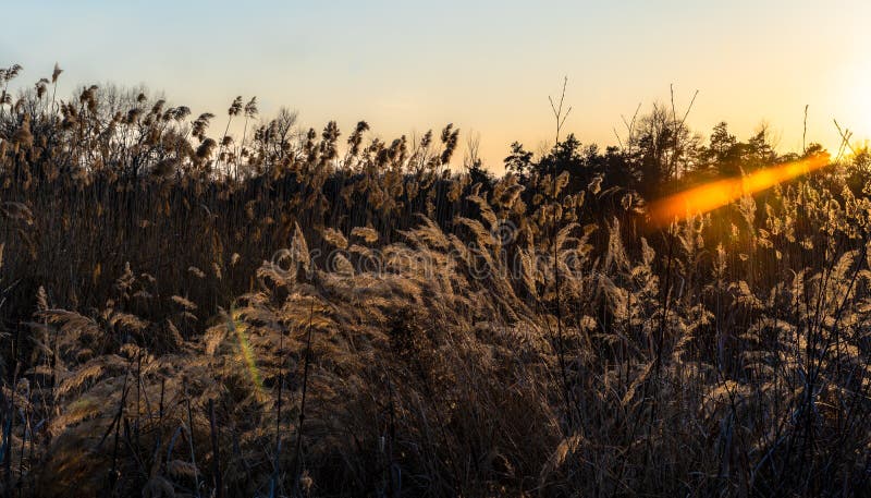 Sunset with Sun Rays in the Field Stock Image - Image of land, green ...