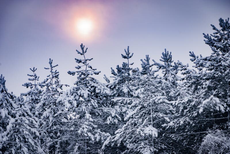 Sunset stock image. Image of winter, pine, cold, forest - 65413479