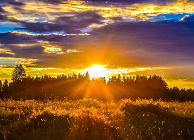 Sunset stock image. Image of nature, field, life, pines - 98607853
