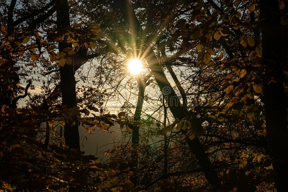Sunset Sun through the Trees of the Dark Forest Stock Image - Image of ...