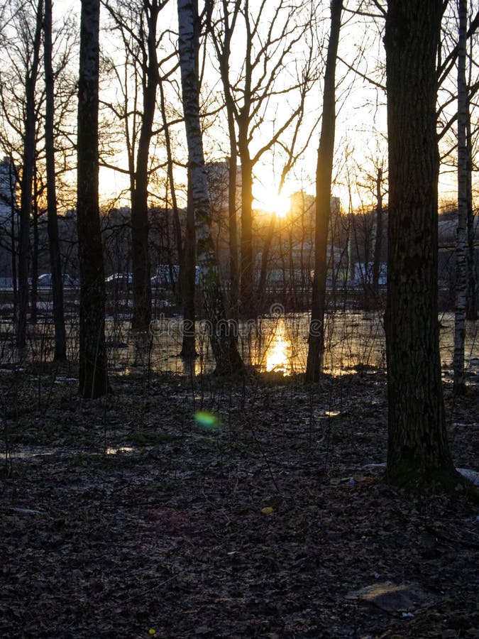 Sunset Sun through the Trees in Early Spring Stock Photo - Image of ...