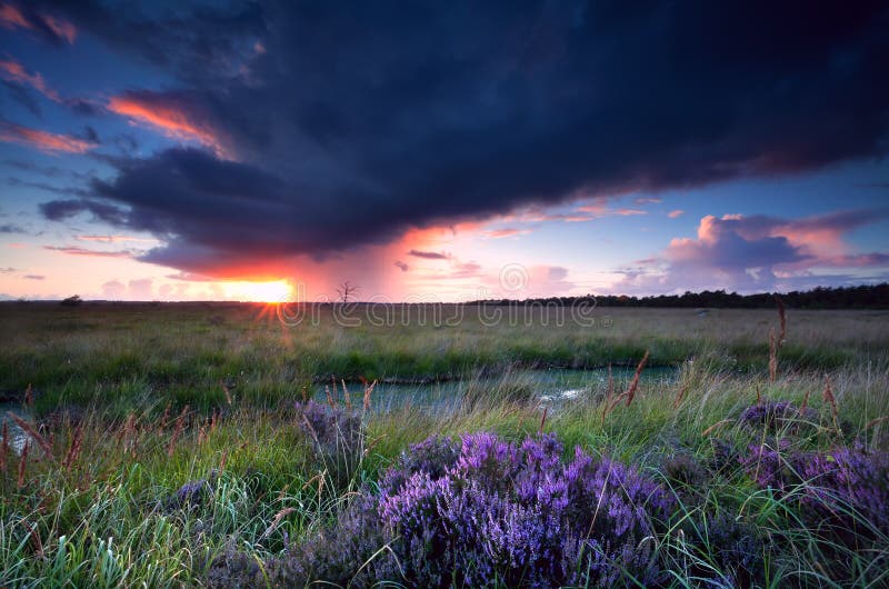 Sunset Sunbeams Over Swamp with Heather Stock Image - Image of dramatic ...