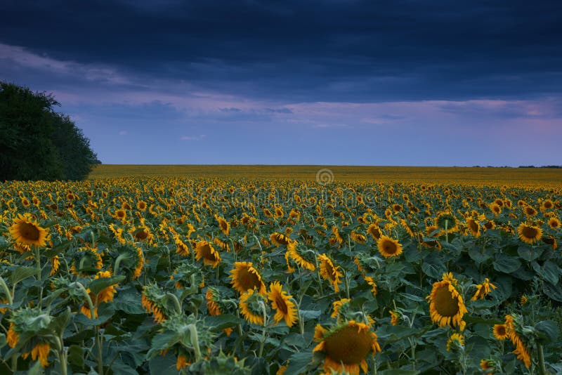 Sunset with Sunflower Field Stock Photo - Image of rural, tree: 120184394