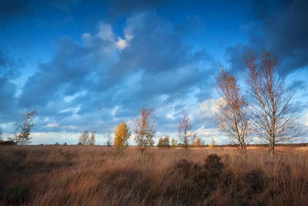 Sunset Sunlight Over Autumn Marsh Stock Photo - Image of sunshine ...