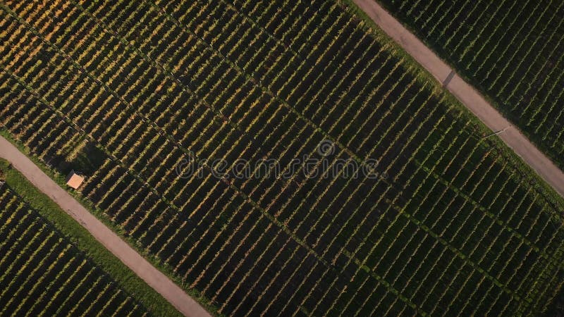 Sunset Sunlight Over Vineyards. Flight Over Grape Fields on Green Hills ...