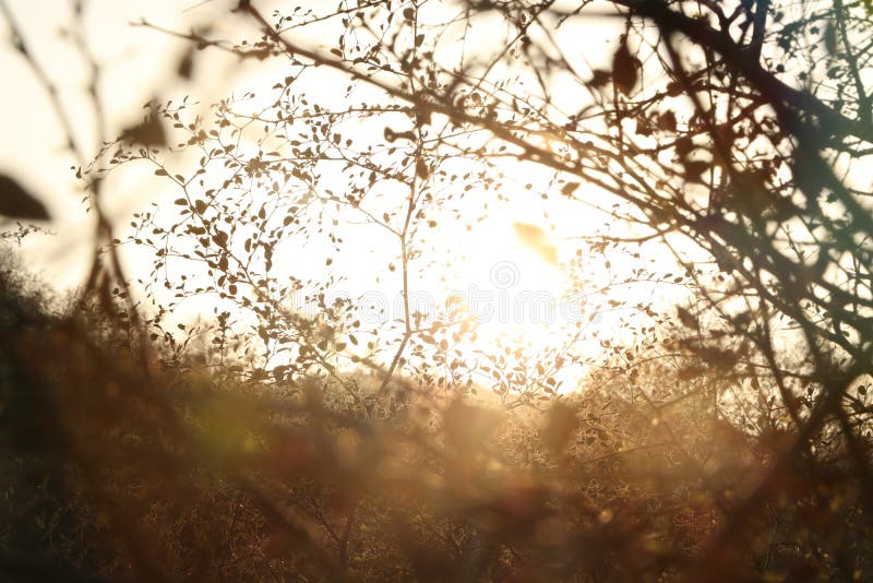 Sunset and Sunrise Over Mountain Tree. Stock Photo - Image of ...