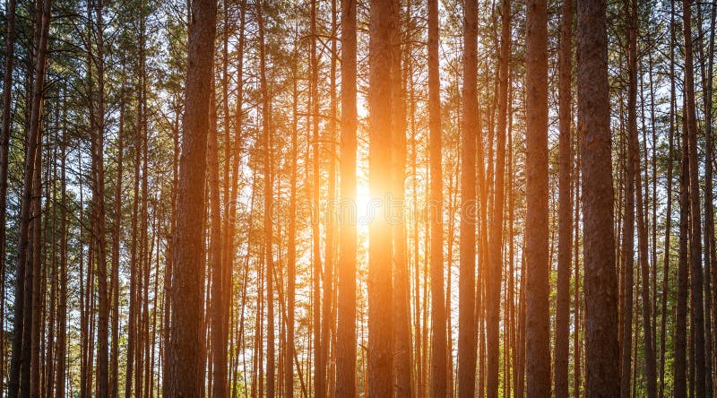 Sunset or Sunrise in a Pine Forest in Spring. the Sun among the Trunks ...